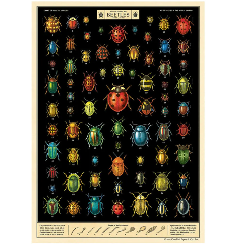 Field guide to Beetles Poster – DROOZ + Company